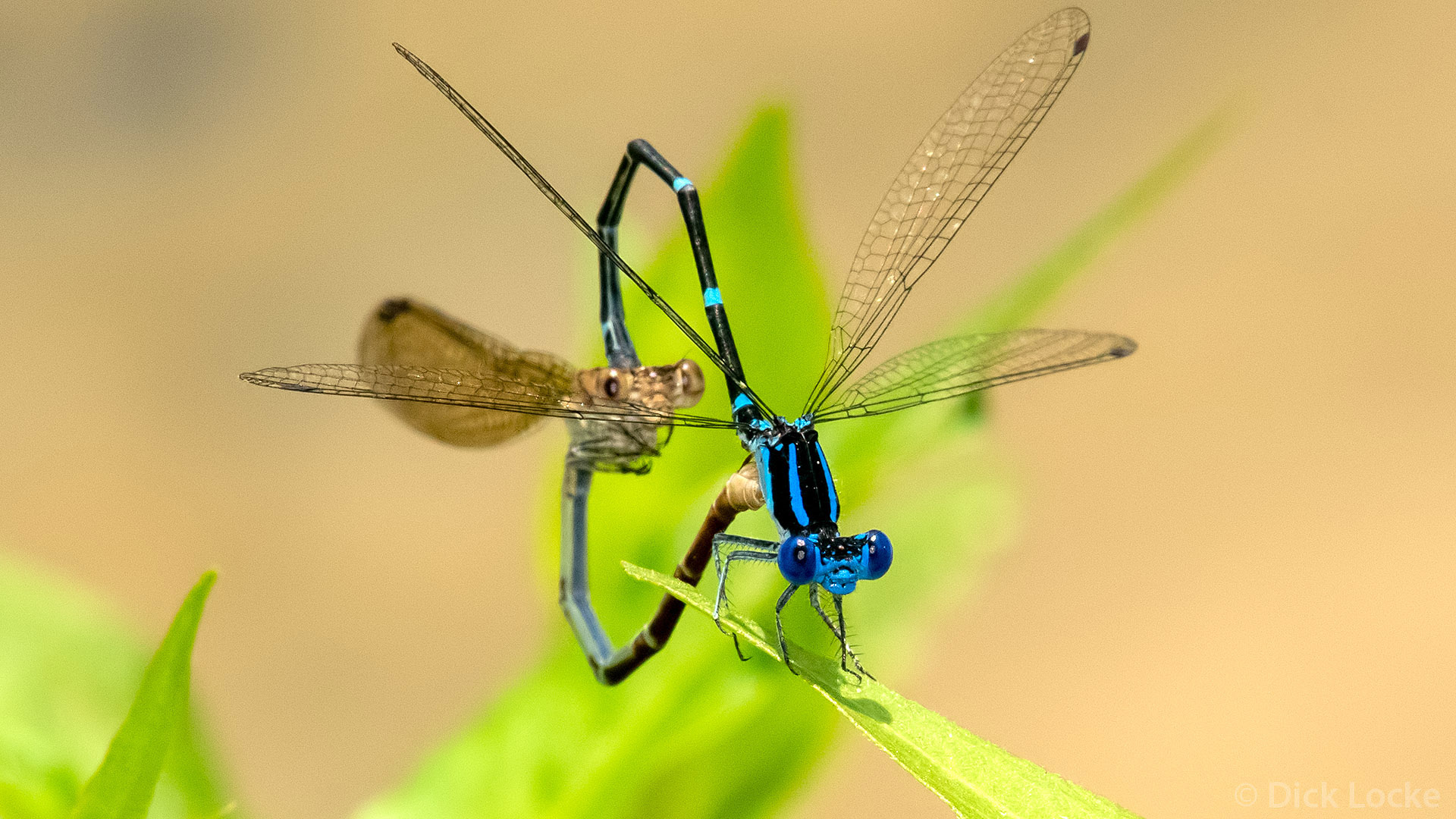 Dragonflies and Damselflies of Montgomery County, TX, and The Woodlands Area by Dick Locke